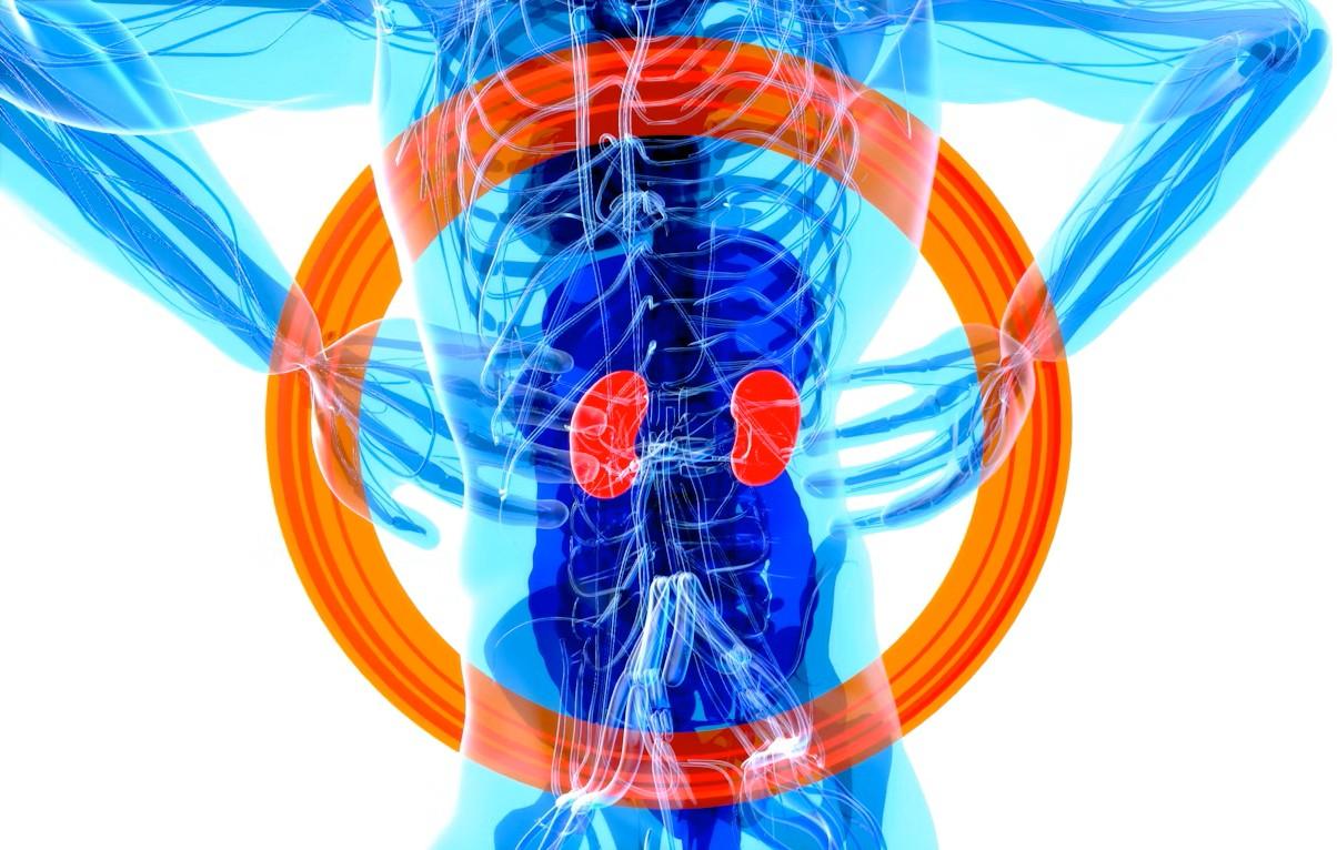 BioMed X launches kidney disease research | Scientist Live